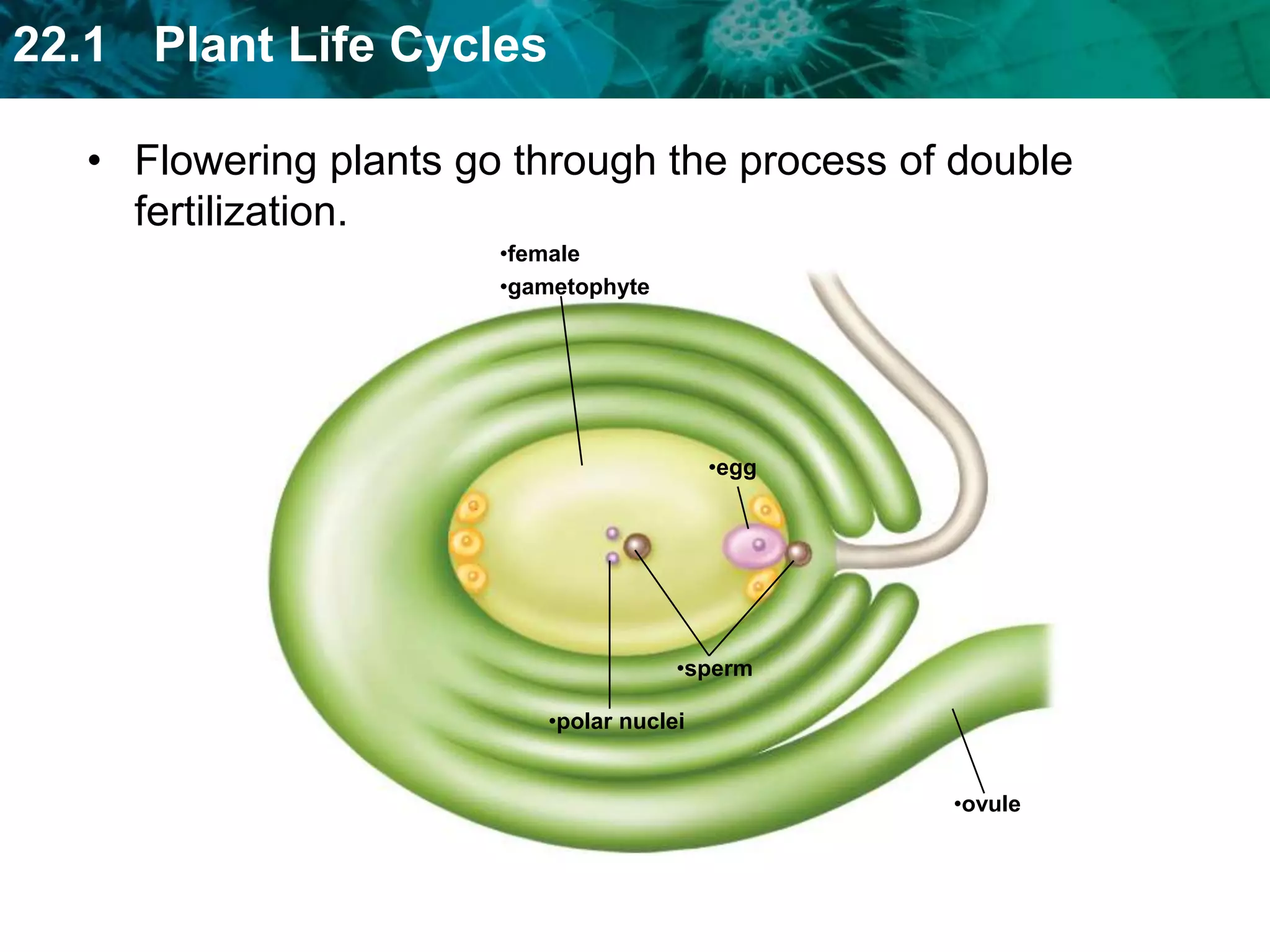 Unit 23 Plant Reproduction | PPTX