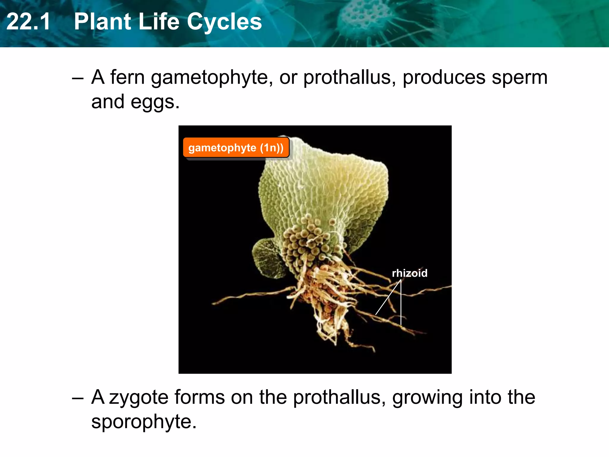 Unit 23 Plant Reproduction | PPTX