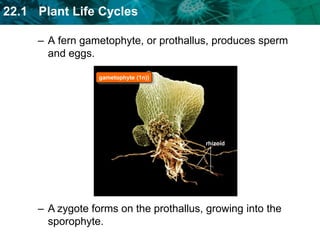 Unit 23 Plant Reproduction | PPTX