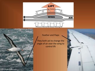 Unit 24 - Bernoulli Principal And Flight | PPTX