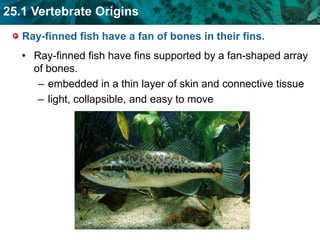 Unit 25 Vertebrates | PPT