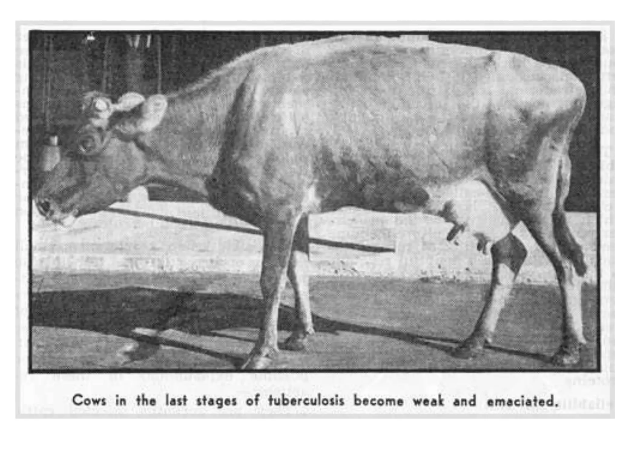 Unit 25 Diseases of Cattle and Buffalo.pptx