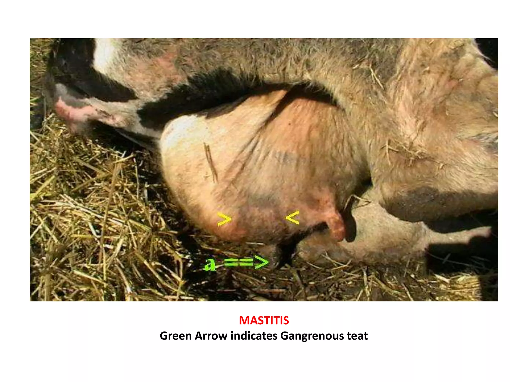 Unit 25 Diseases of Cattle and Buffalo.pptx