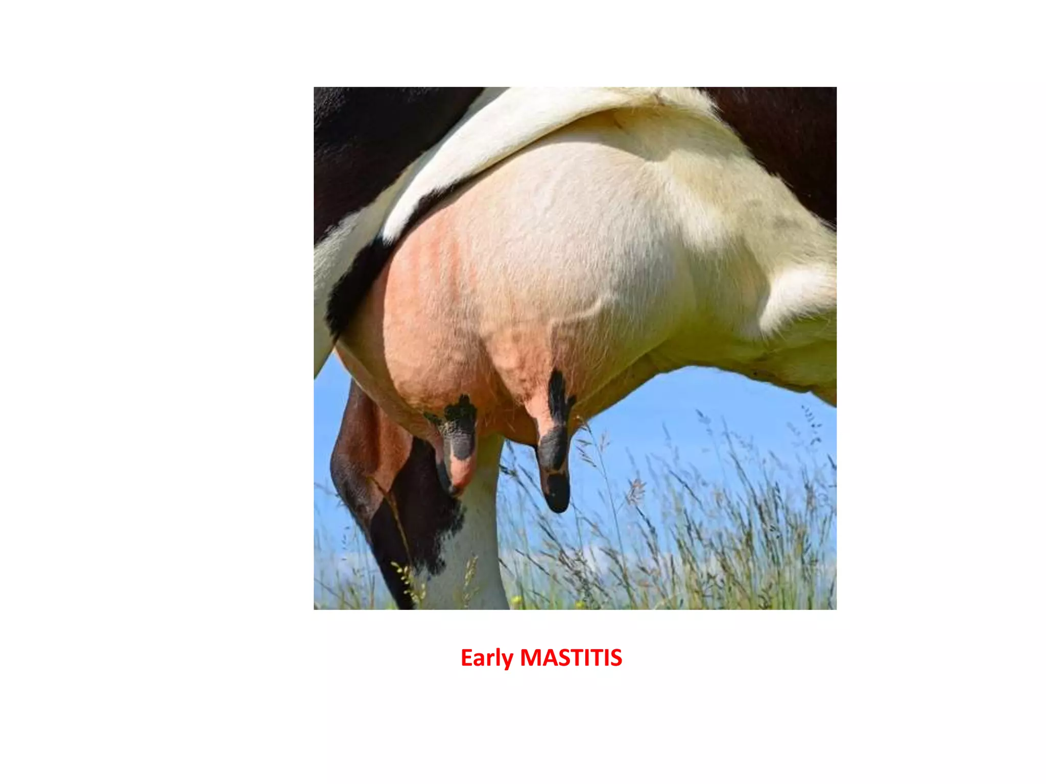 Unit 25 Diseases of Cattle and Buffalo.pptx