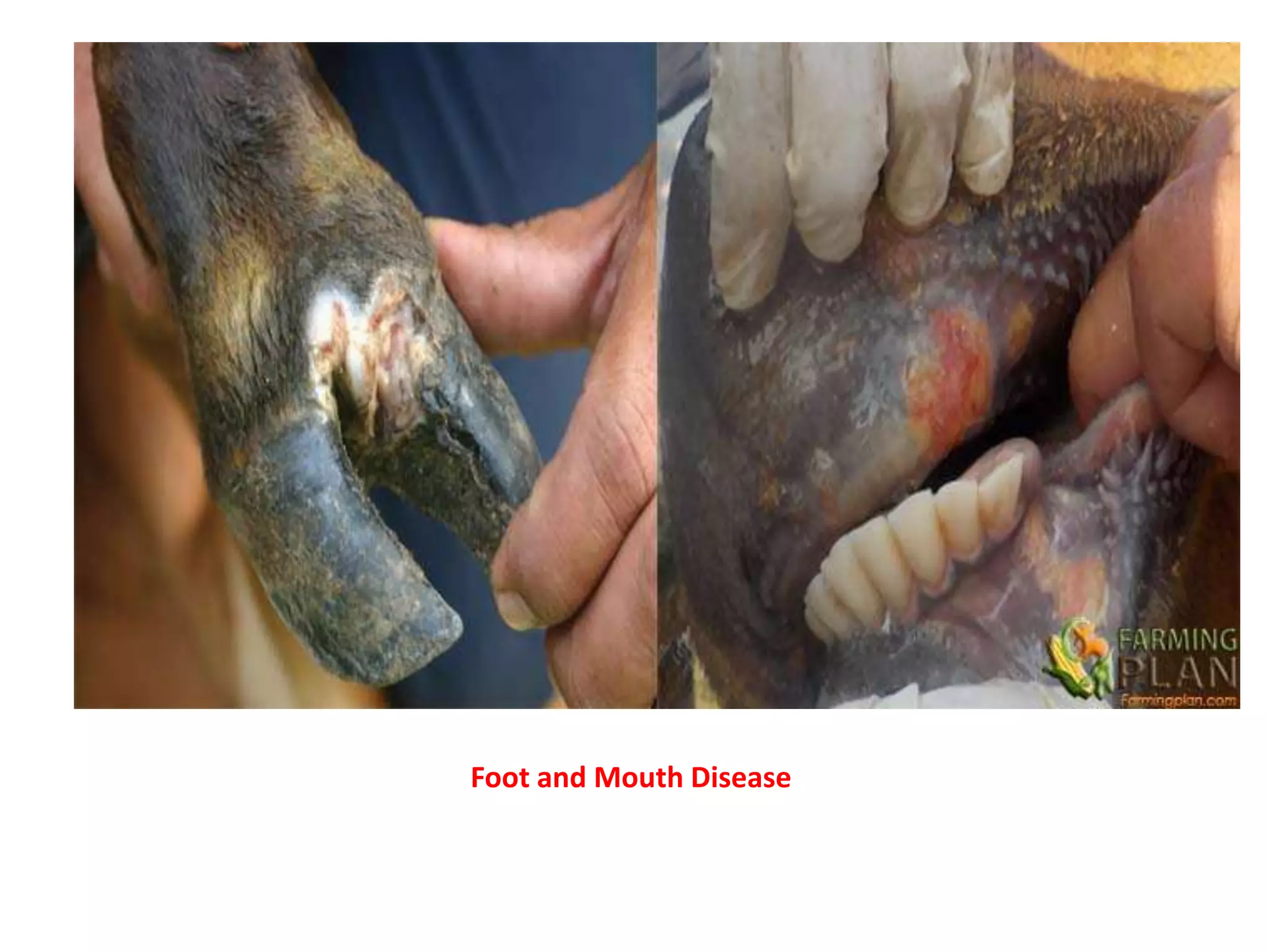 Unit 25 Diseases of Cattle and Buffalo.pptx