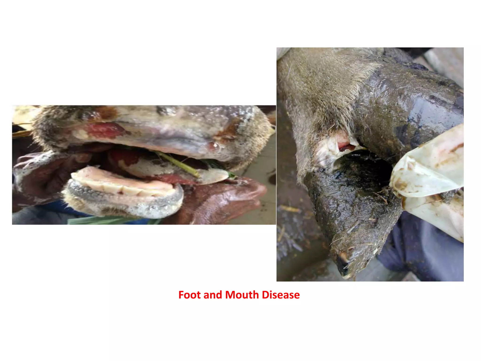 Unit 25 Diseases of Cattle and Buffalo.pptx