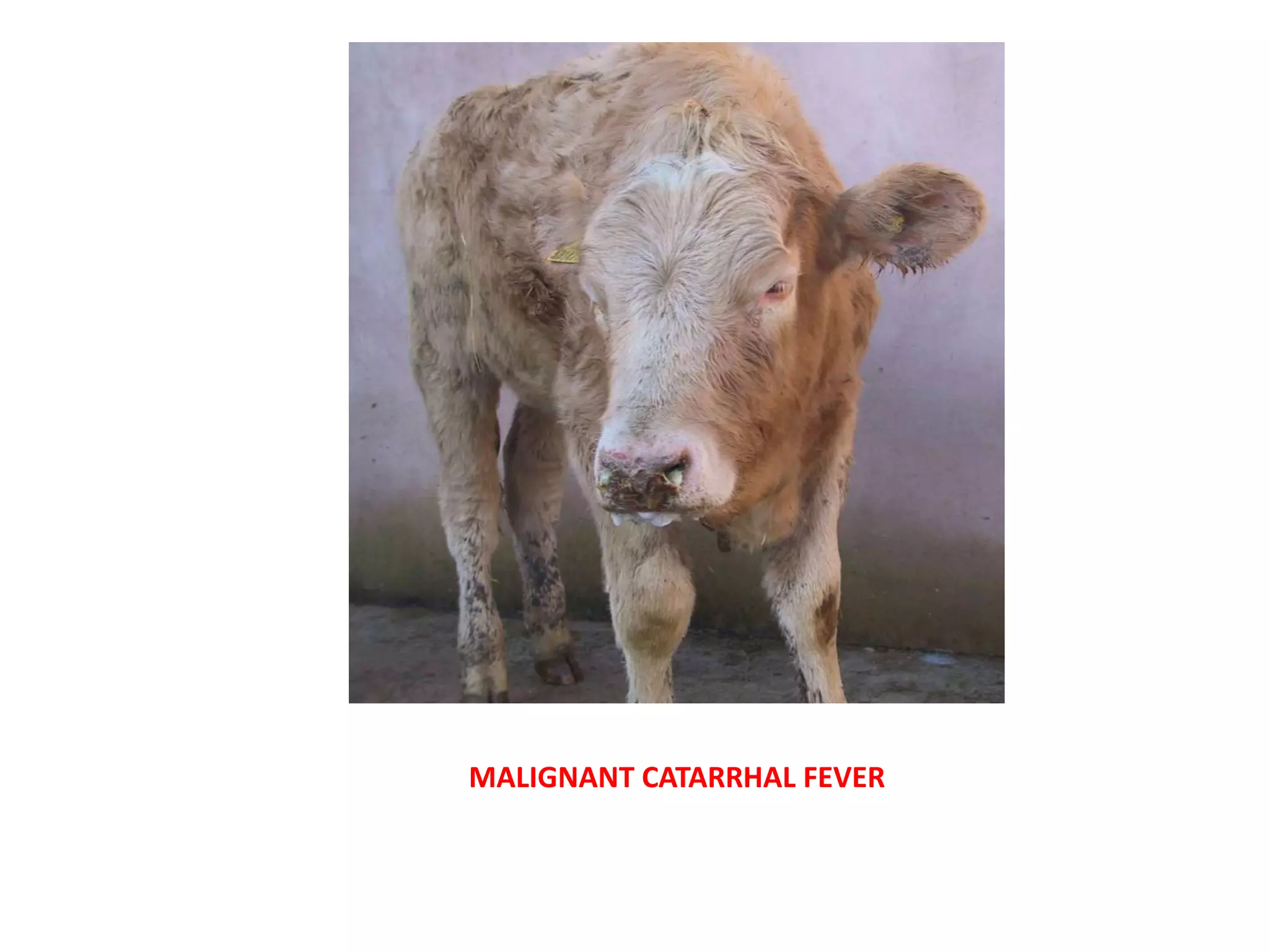 Unit 25 Diseases of Cattle and Buffalo.pptx