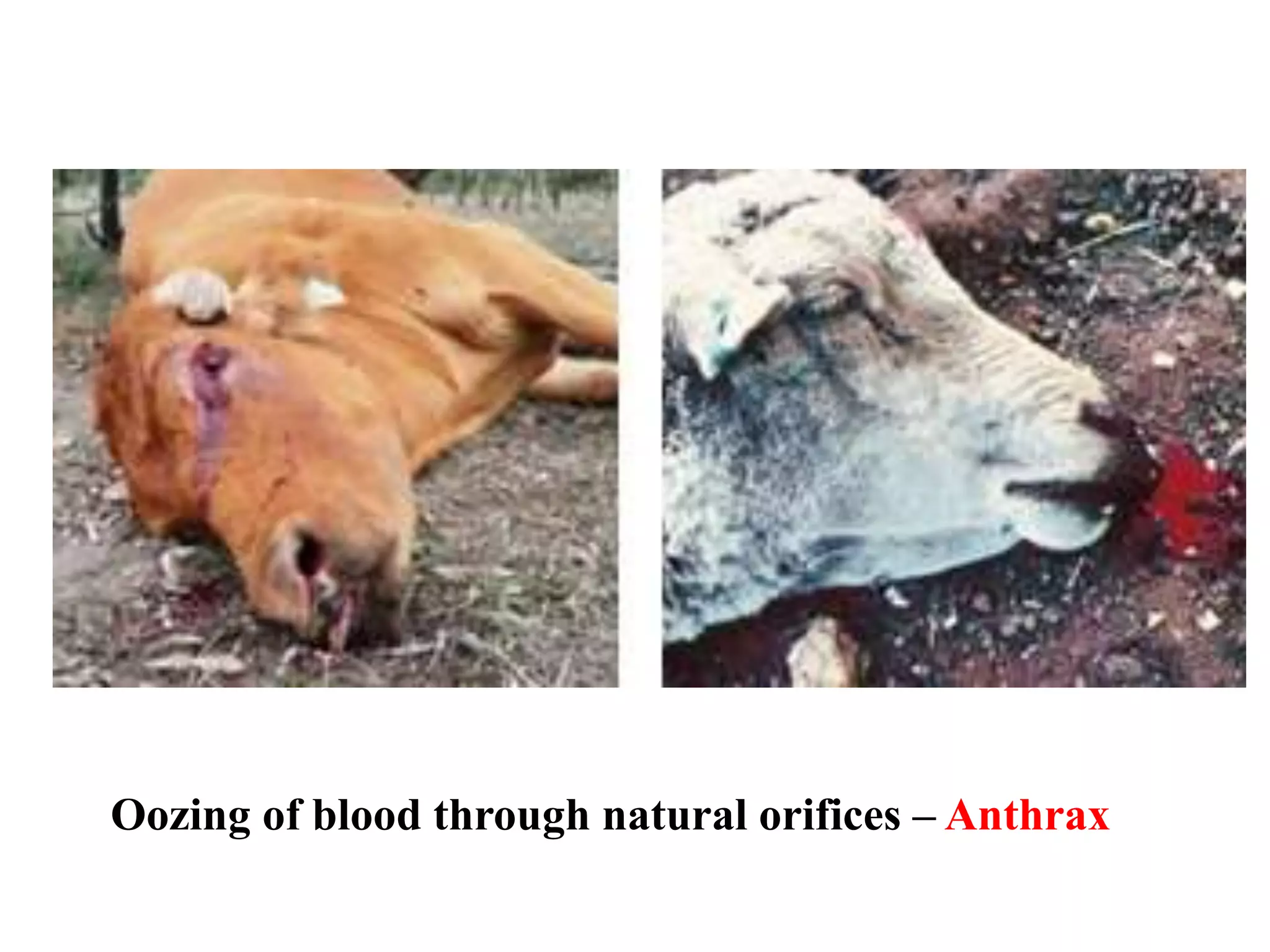 Unit 25 Diseases of Cattle and Buffalo.pptx