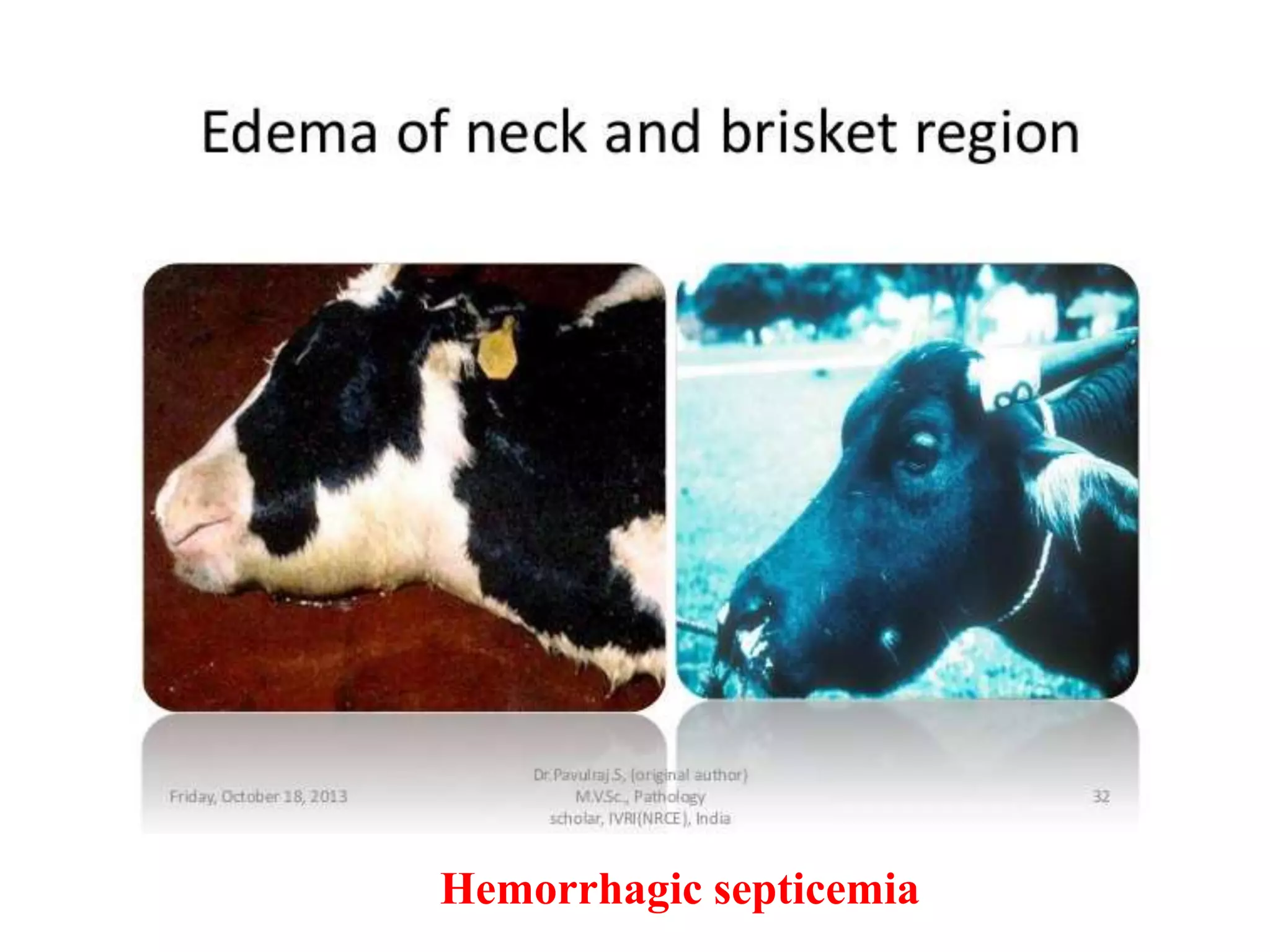 Unit 25 Diseases of Cattle and Buffalo.pptx