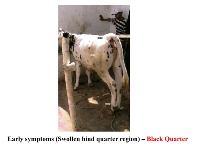 Unit 25 Diseases of Cattle and Buffalo.pptx | Infectious Diseases ...