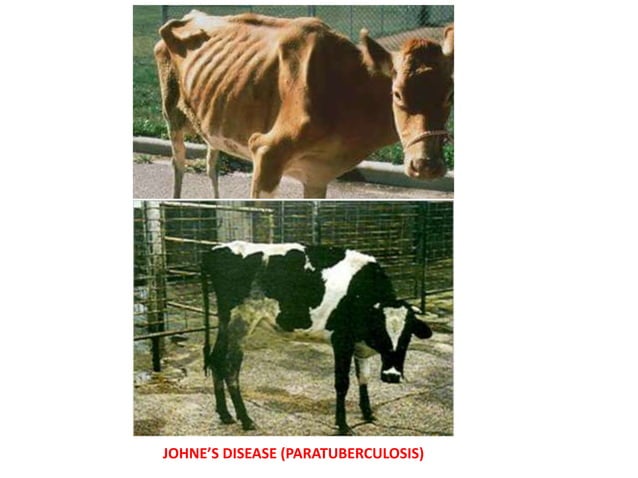 Unit 25 Diseases of Cattle and Buffalo.pptx | Infectious Diseases ...