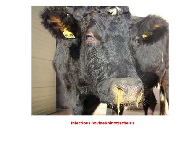Unit 25 Diseases of Cattle and Buffalo.pptx | Infectious Diseases ...