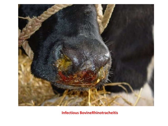 Unit 25 Diseases of Cattle and Buffalo.pptx | Infectious Diseases ...