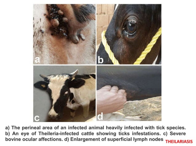 Unit 25 Diseases of Cattle and Buffalo.pptx | Infectious Diseases ...