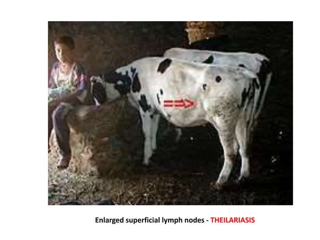 Unit 25 Diseases of Cattle and Buffalo.pptx | Infectious Diseases ...