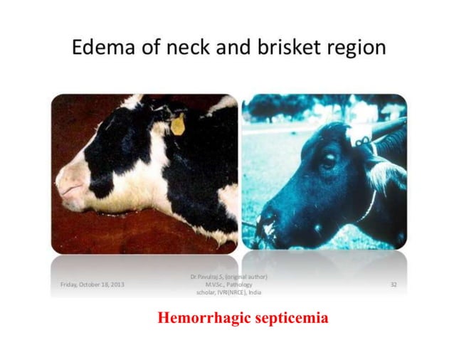 Unit 25 Diseases of Cattle and Buffalo.pptx | Infectious Diseases ...