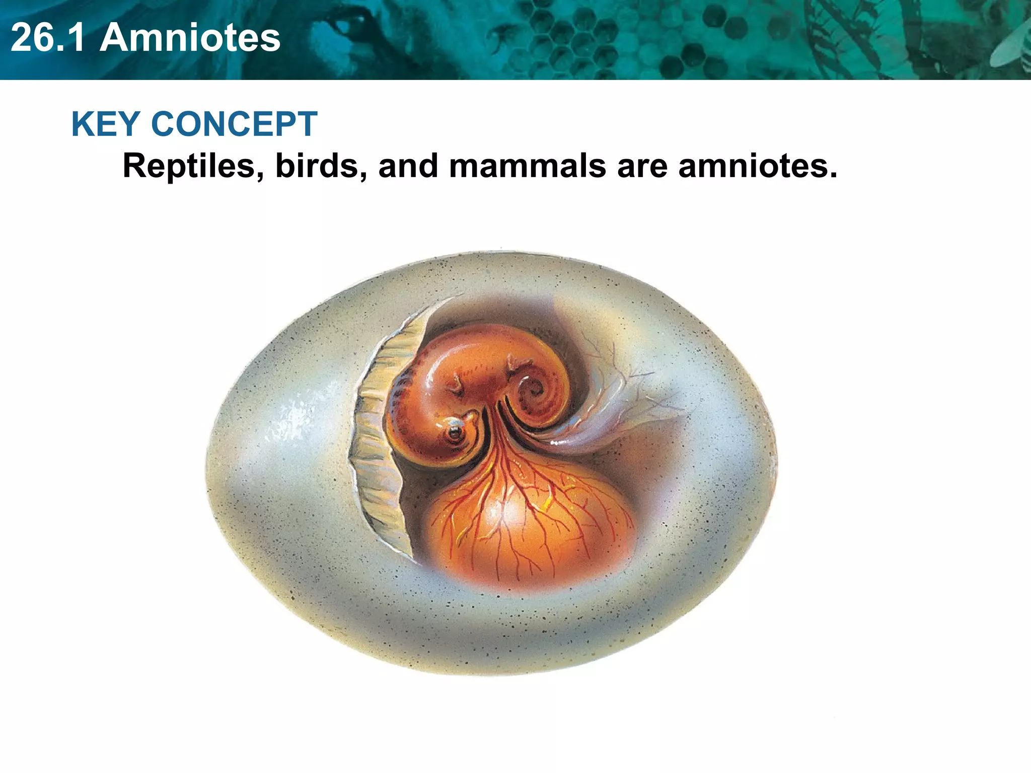 Unit 26 Amniotes | PPT | Biological Sciences | Science