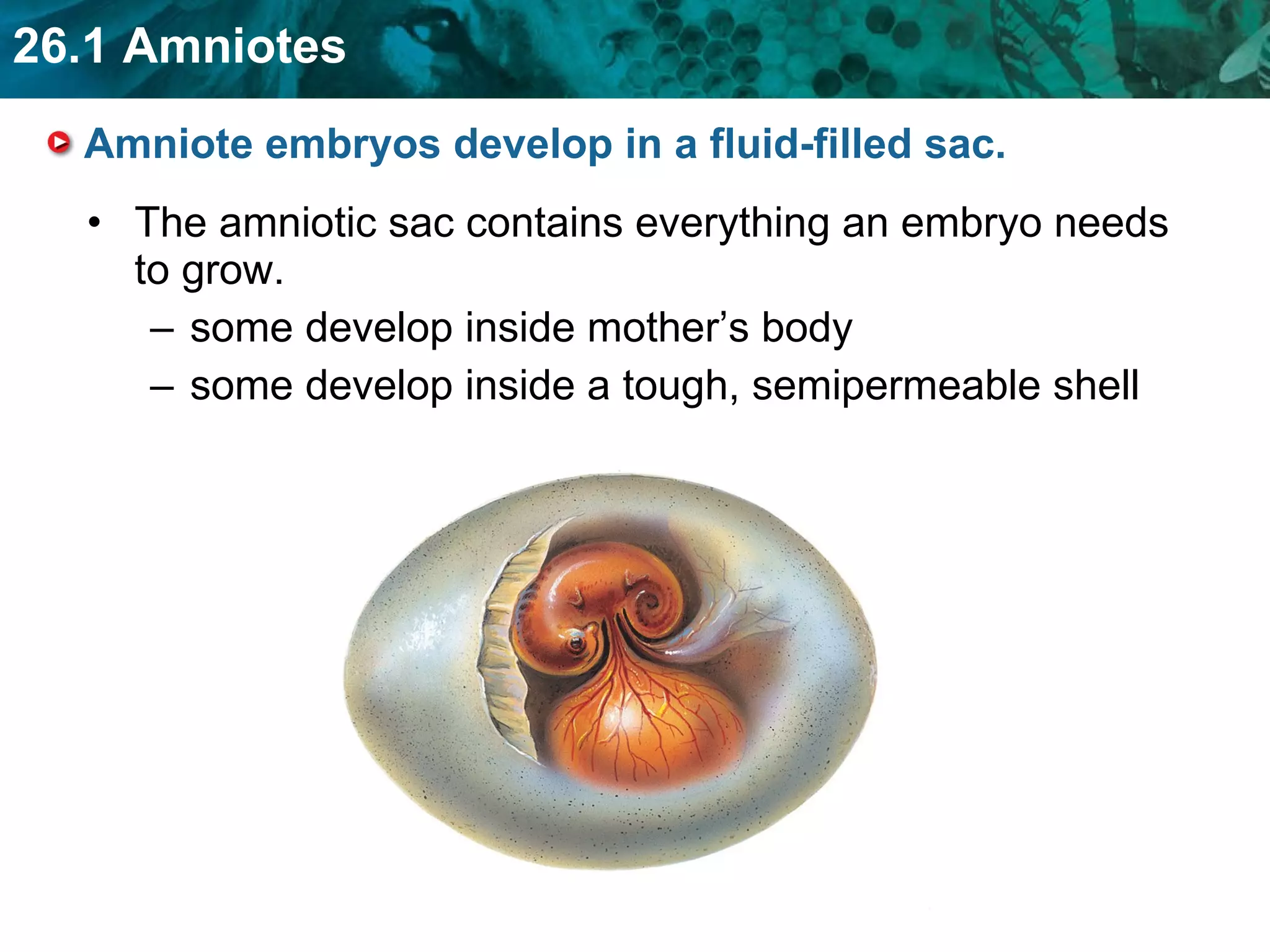Unit 26 Amniotes | PPT