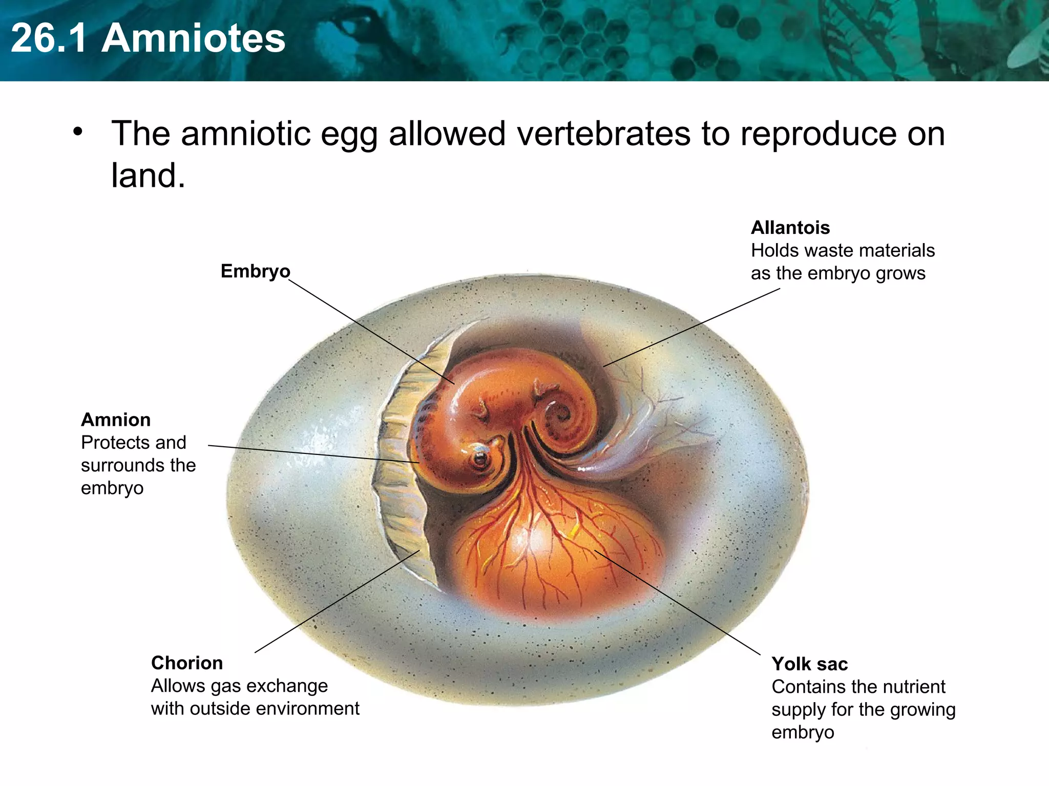 Unit 26 Amniotes | PPT