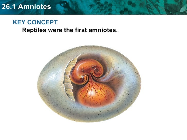 Unit 26 Amniotes