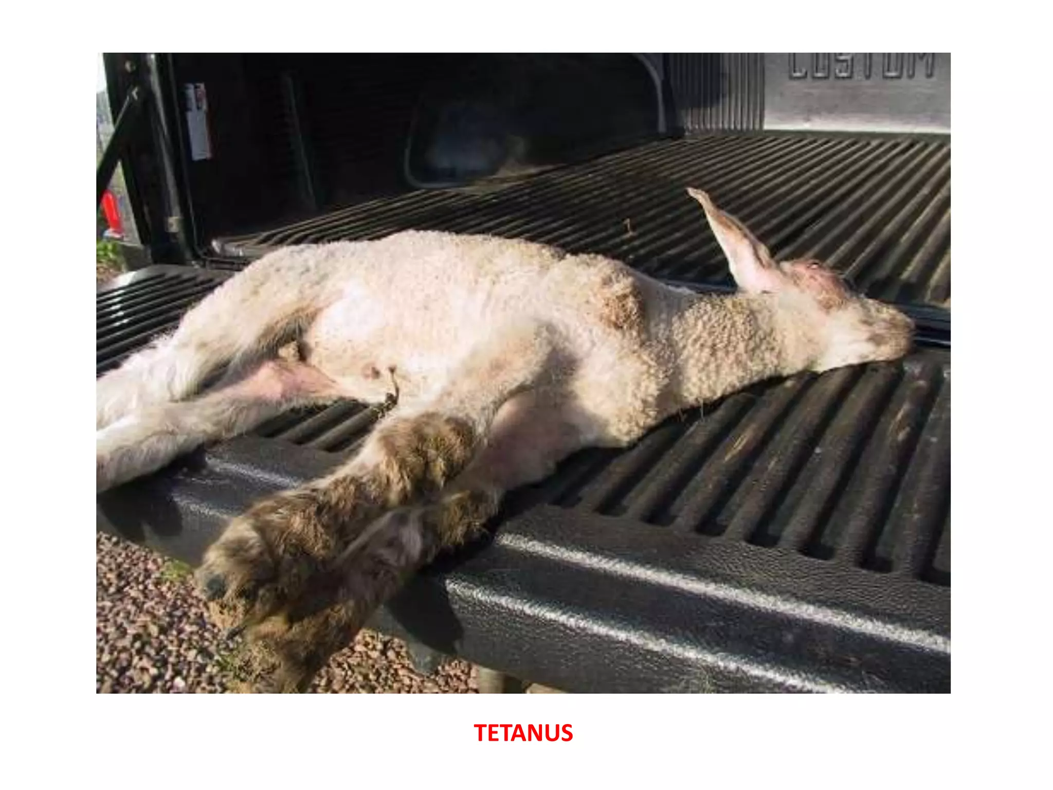 Unit 26a Diseases of sheep and goat.pptx