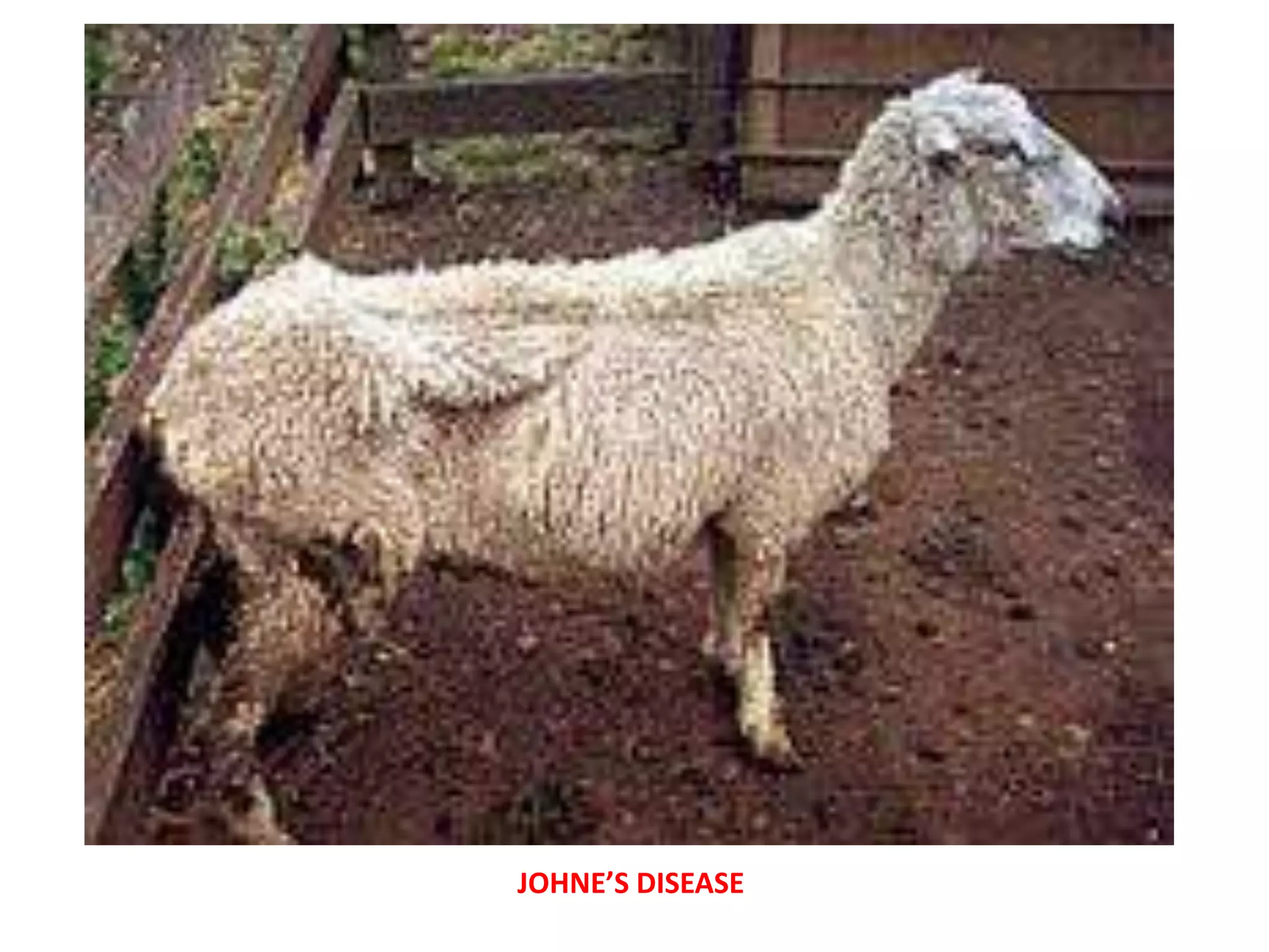 Unit 26a Diseases of sheep and goat.pptx