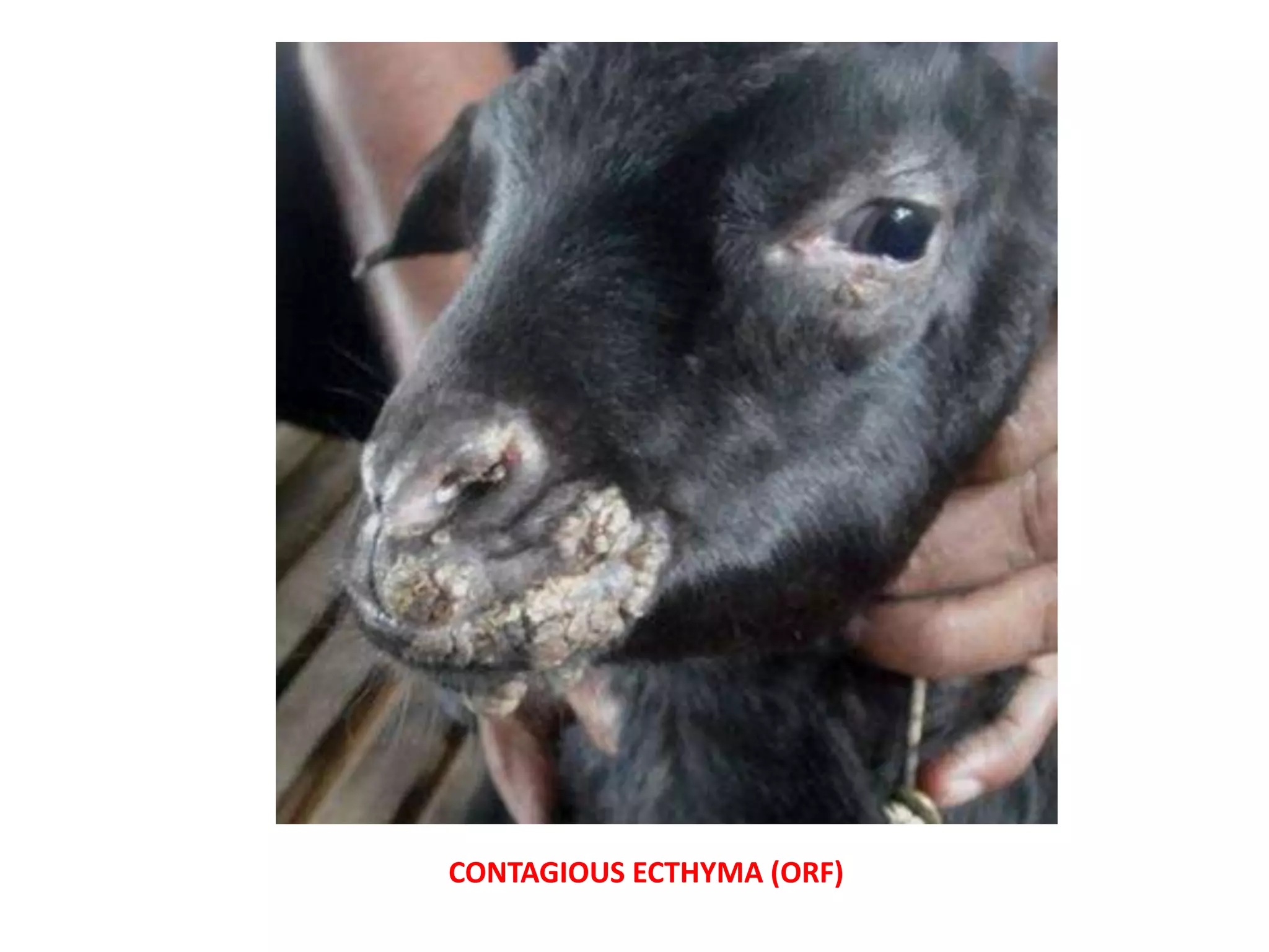 Unit 26a Diseases of sheep and goat.pptx