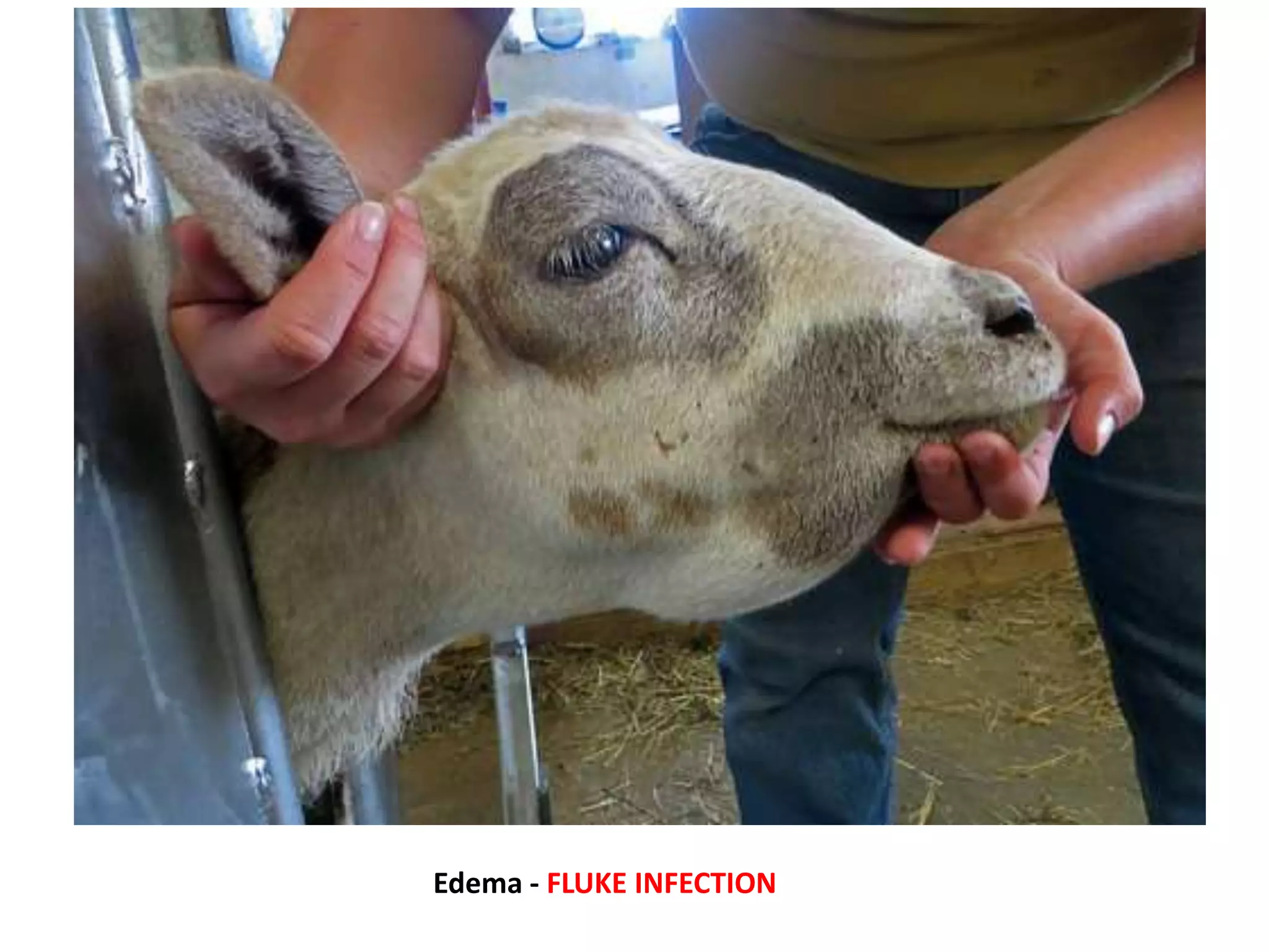 Unit 26a Diseases of sheep and goat.pptx