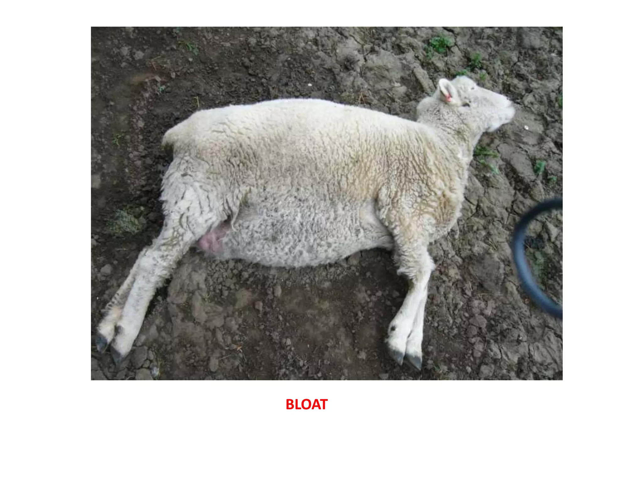 Unit 26a Diseases of sheep and goat.pptx