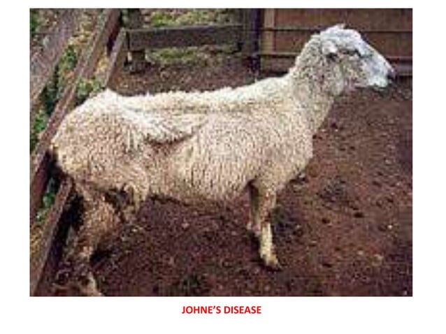 Unit 26a Diseases of sheep and goat.pptx