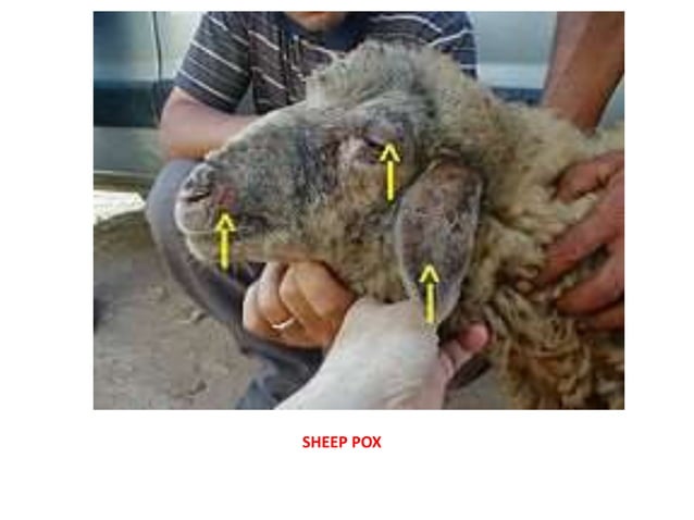 Unit 26a Diseases of sheep and goat.pptx