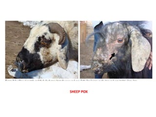 Unit 26a Diseases of sheep and goat.pptx