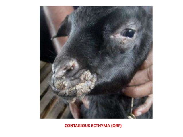 Unit 26a Diseases of sheep and goat.pptx