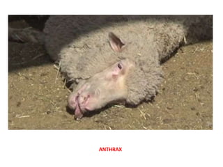 Unit 26a Diseases of sheep and goat.pptx