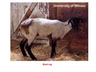 Unit 26a Diseases of sheep and goat.pptx