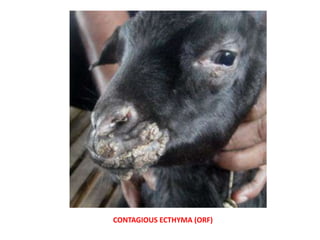 Unit 26a Diseases of sheep and goat.pptx