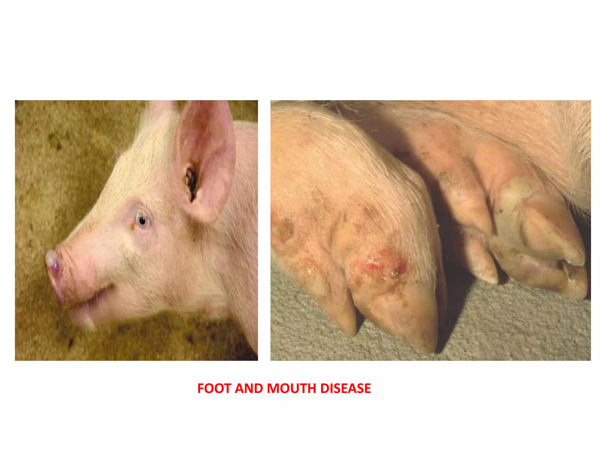 Unit 26b Diseases of Swine.pptx