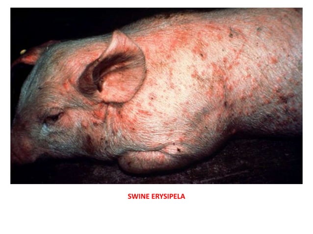 Unit 26b Diseases of Swine.pptx | Infectious Diseases | Diseases and ...