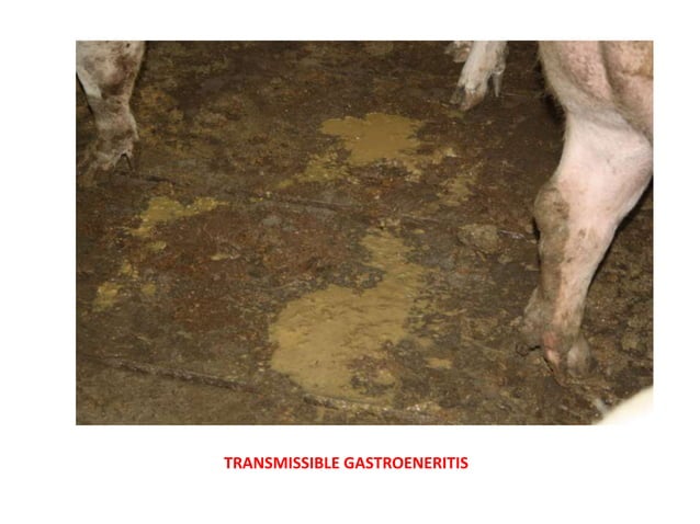 Unit 26b Diseases of Swine.pptx | Infectious Diseases | Diseases and ...