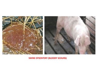 Unit 26b Diseases of Swine.pptx
