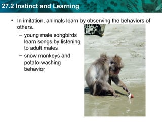 Imitation Behaviour In Animals