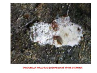 Unit 27 Diseases of Poultry.pptx