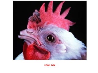 Unit 27 Diseases of Poultry.pptx