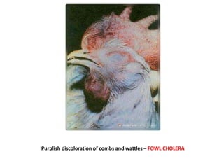 Unit 27 Diseases of Poultry.pptx