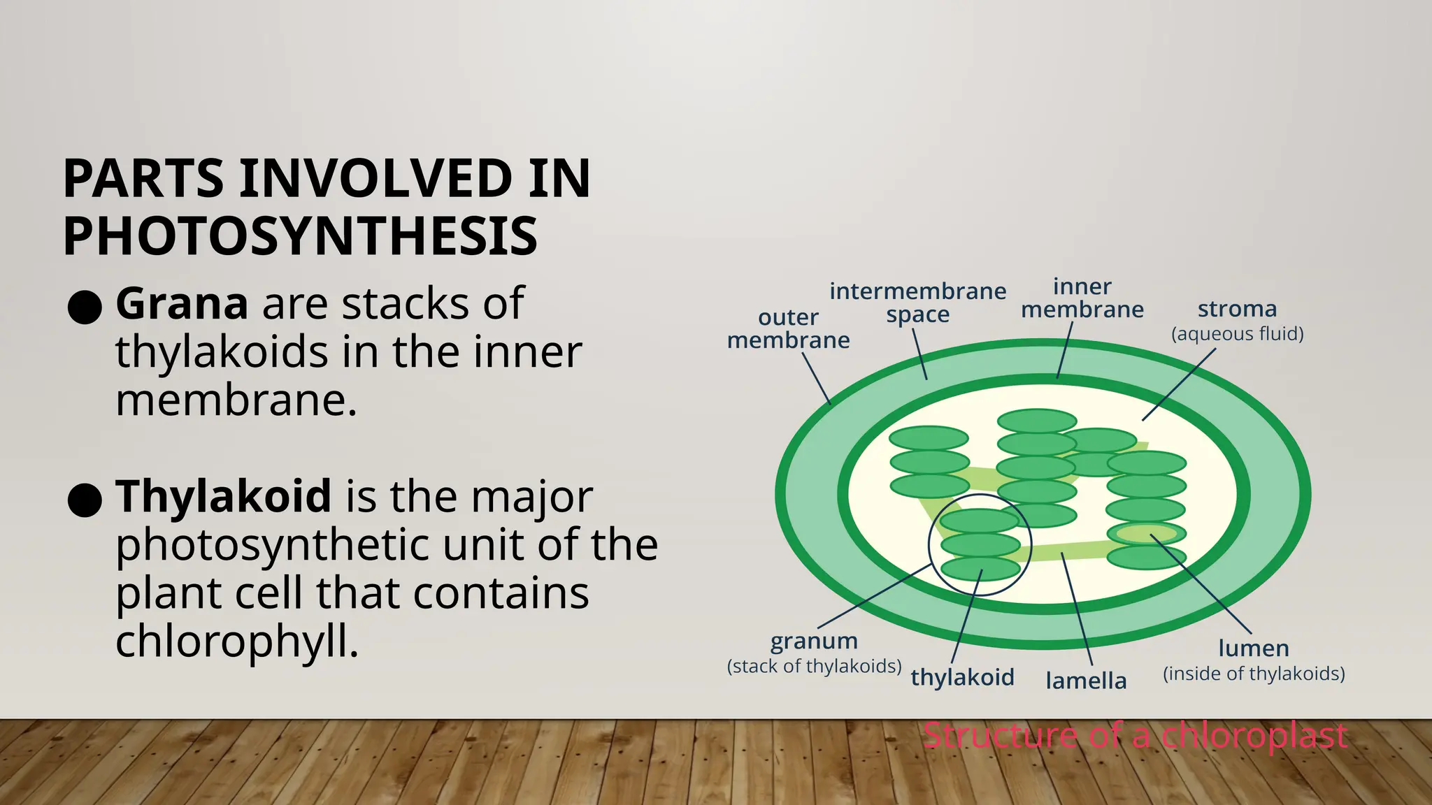 Unit 29 Metabolic Processes in Plants 1.pptx