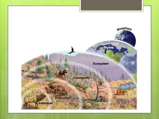 Unit 2 a ch 4 s1 ecosystems- everything is connected | PPT