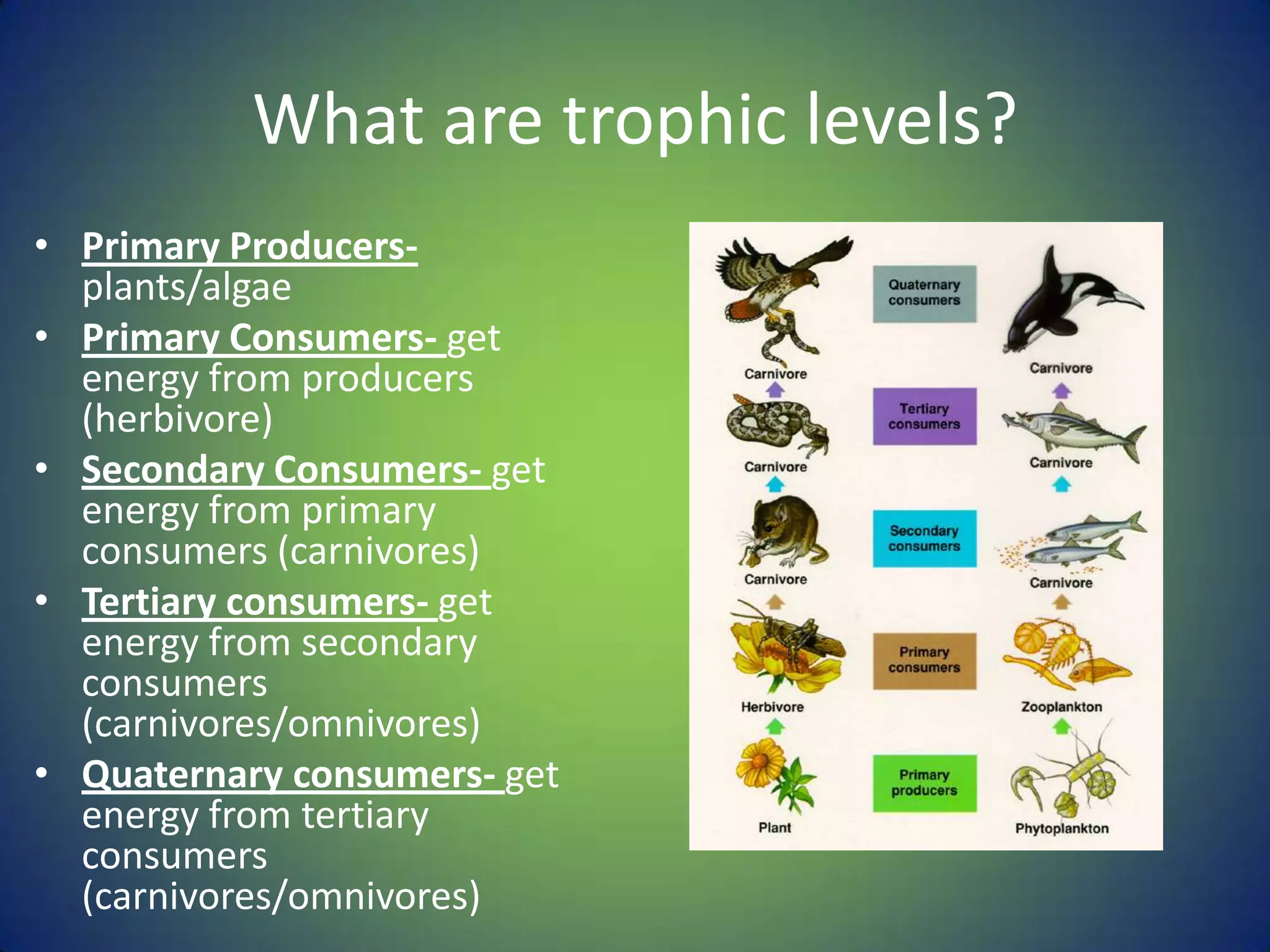 Unit 2 a ch 5 s1 energy flow in ecosystems | PPTX