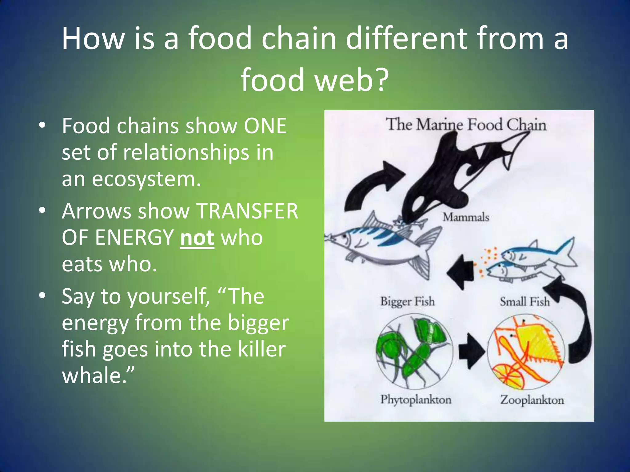 Unit 2 a ch 5 s1 energy flow in ecosystems | PPT