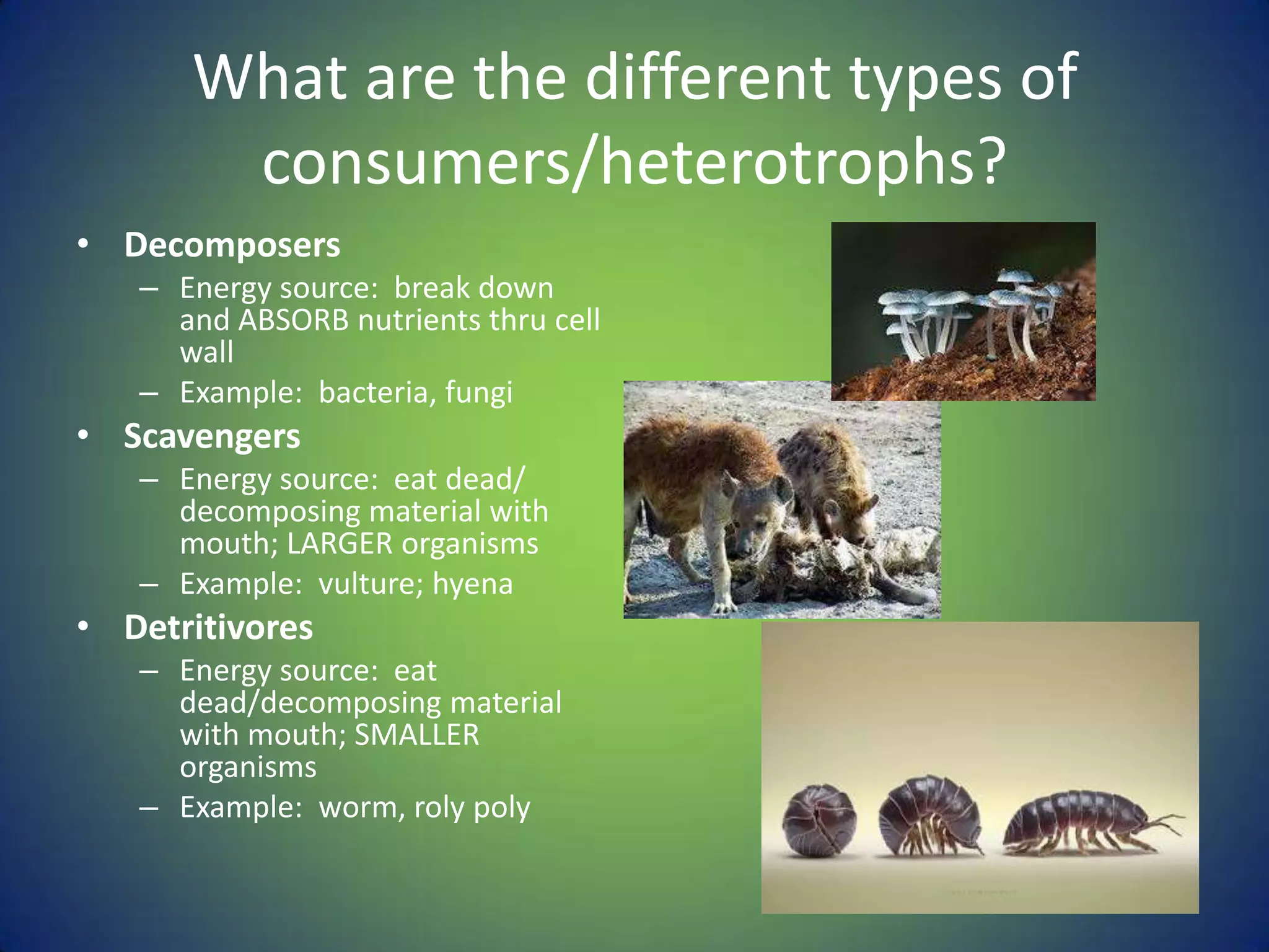 Unit 2 a ch 5 s1 energy flow in ecosystems | PPTX