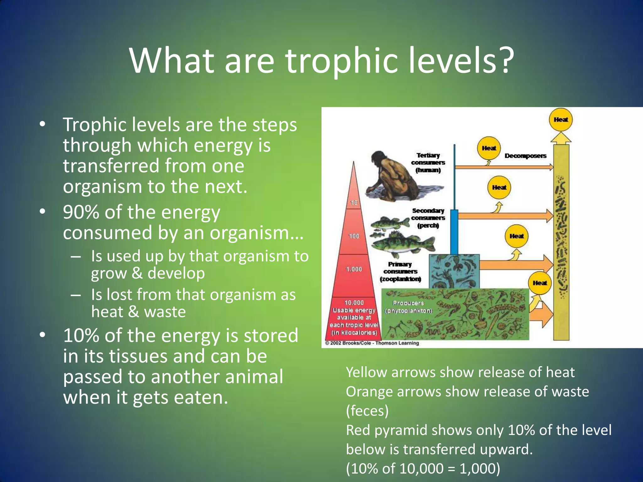 Unit 2 a ch 5 s1 energy flow in ecosystems | PPT